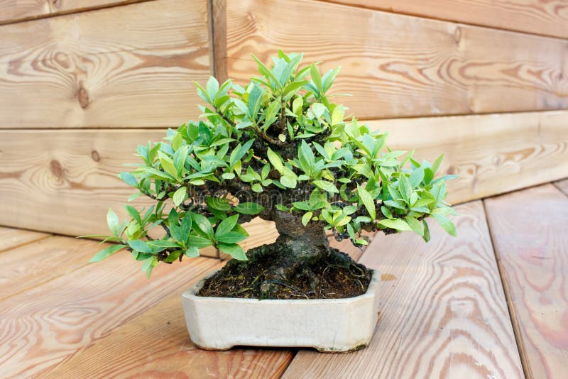 Miniature a Bonsai Tree on Wooden Background Stock Photo - Image of ...