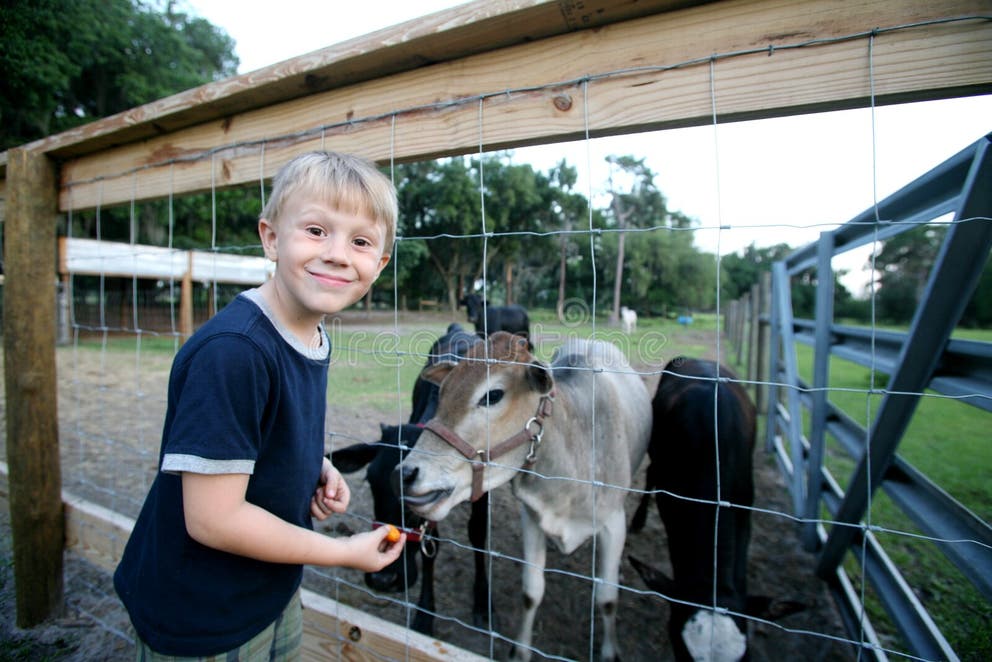 Miniature Brahma Bull stock image. Image of rare, type - 4996307