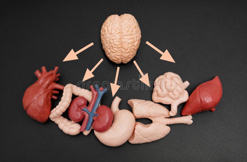 Miniature Brain and Human Organs Models with Outward Arrows Stock Photo ...