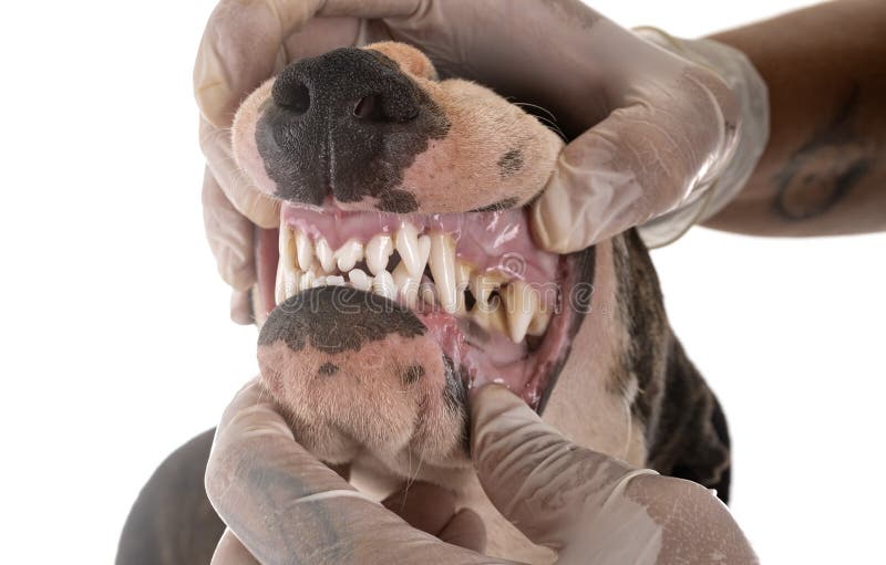 Miniature Bull Terrier and Teeth Stock Image - Image of playing, brown ...