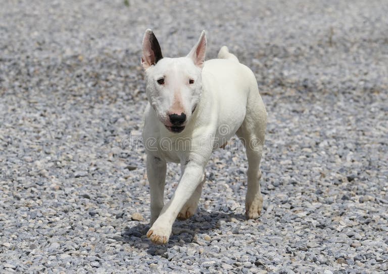 Miniature Bull Terrier Walking in the Rocks Stock Photo - Image of ...