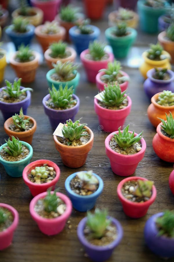 Miniature Cactus in Colorful Planters Stock Photo - Image of baskets ...