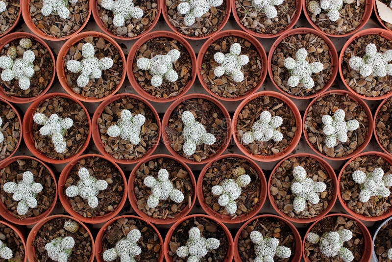 Miniature Cactus in Flower Shop Stock Photo - Image of succulent, spike ...