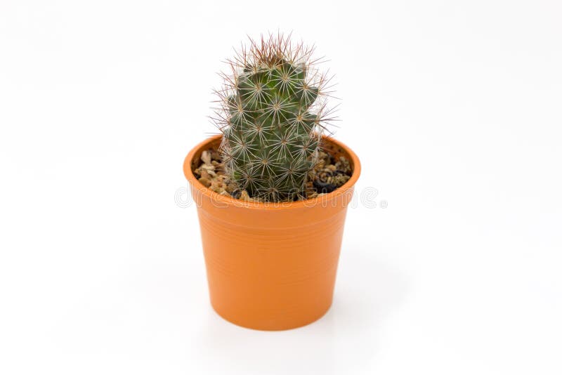 Miniature cactus stock image. Image of mini, desk, miniature - 62476743