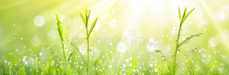 Miniature Coffee Plants Come into View, Displaying Lush Green Leaves ...