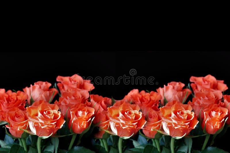 Miniature Coral Roses on the Big Empty Black Background in Horizontal ...