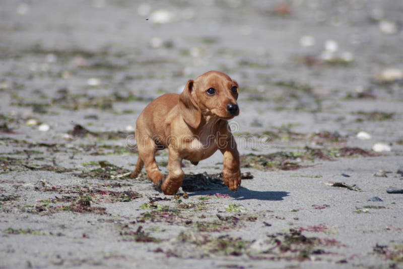 Miniature Dachshund Exercise Stock Image - Image of train, feline ...