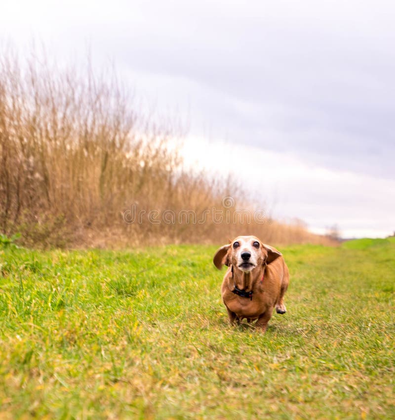 Miniature Dachshund Exercise Stock Photo - Image of playing, exercise ...