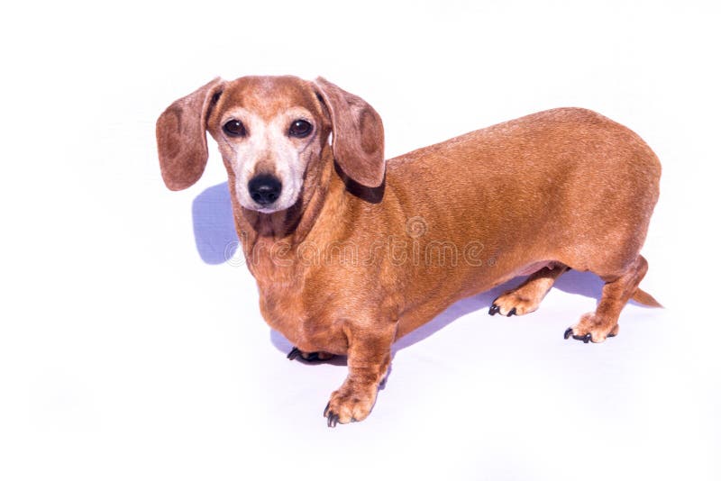 Miniature Dachshund Resting Stock Image - Image of friendly, legged ...