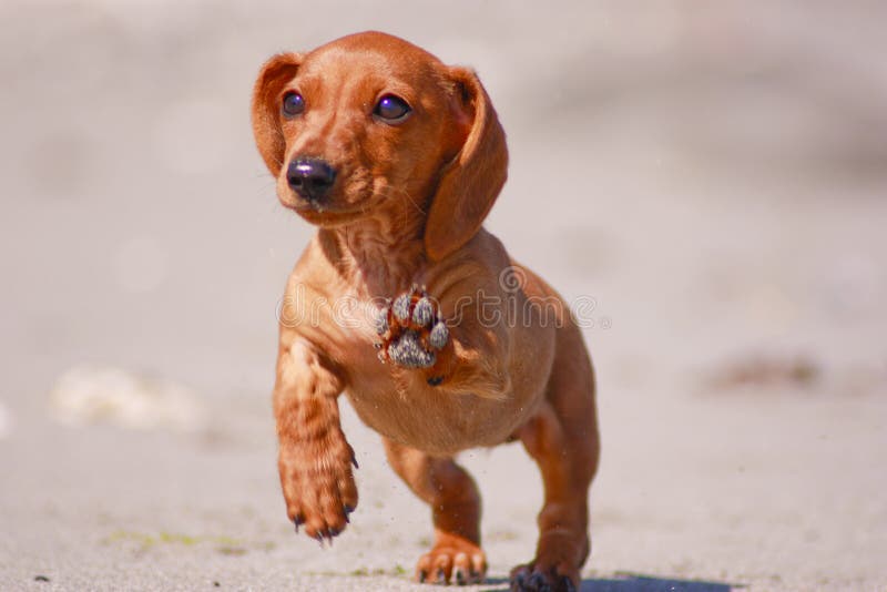 Miniature Dachshund stock image. Image of haired, beach - 121482901
