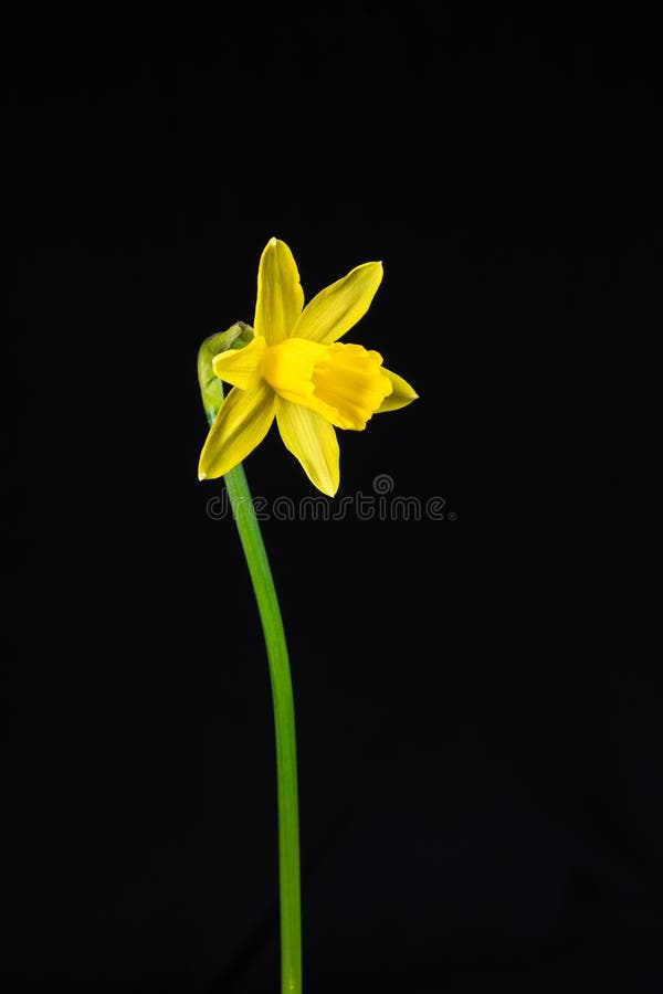Miniature Daff Stock Photos - Free & Royalty-Free Stock Photos from ...