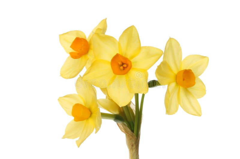 Miniature daffodil stock image. Image of yellow, narcissus - 36563307