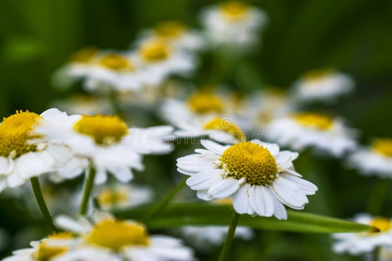 Miniature Daisies on a Green Meadow Stock Photo - Image of atmosphere ...