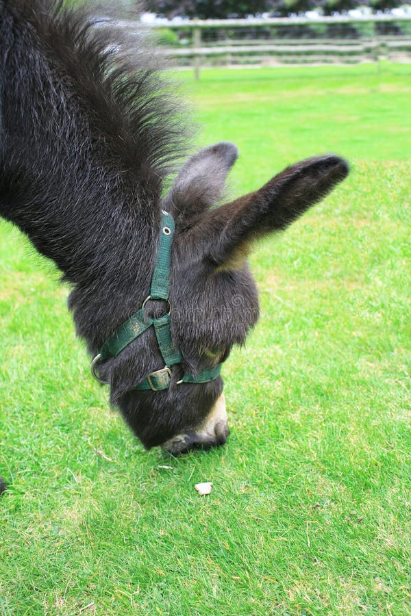 Miniature Donkey stock image. Image of mule, child, looking - 20972865