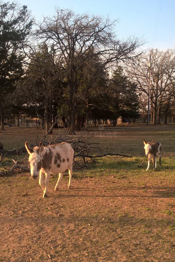 Mature Mules Stock Photos - Free & Royalty-Free Stock Photos from ...