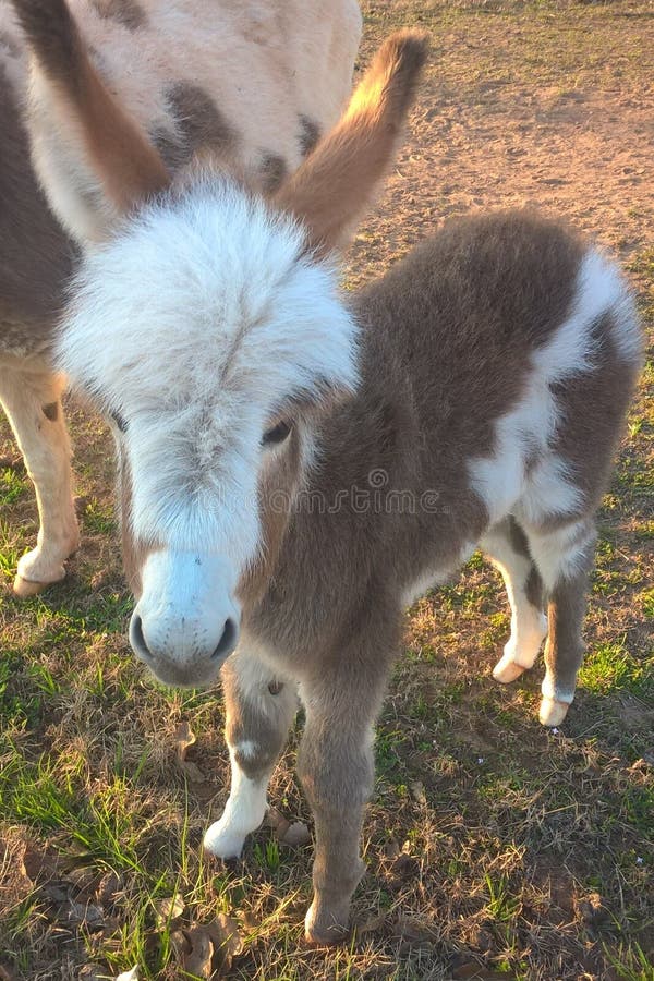 Mature Mules Stock Photos - Free & Royalty-Free Stock Photos from ...