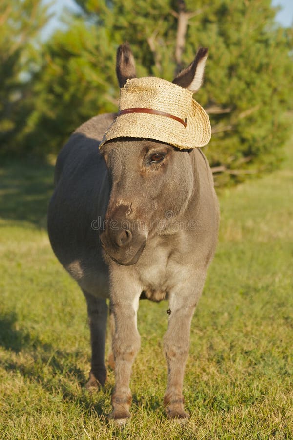 Donkey Wearing Straw Hat Stock Photos - Free & Royalty-Free Stock ...