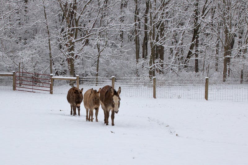 Miniature Donkeys in Snowy Pasture Stock Image - Image of snow, winter ...