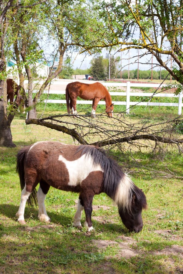 Miniature Dwarf Horse stock image. Image of horse, animals - 13773311