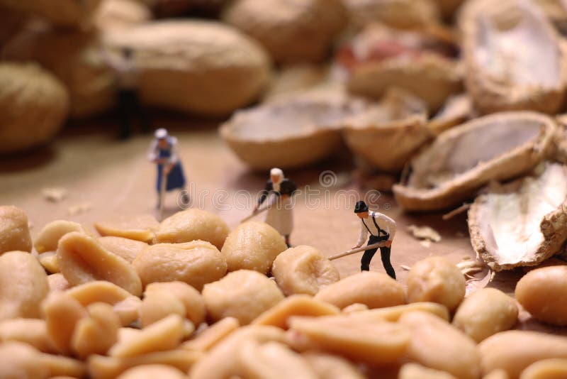 Miniature Farmers Preparing Nuts Stock Photo - Image of salt, close ...
