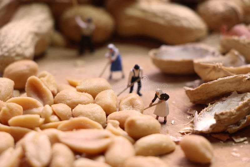 Miniature Farmers Preparing Nuts Stock Image - Image of figure, mini ...