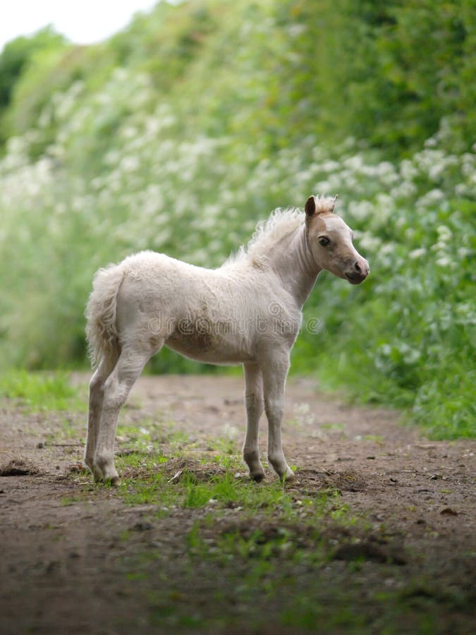 Miniature Foal stock image. Image of horse, mini, filly - 104523263