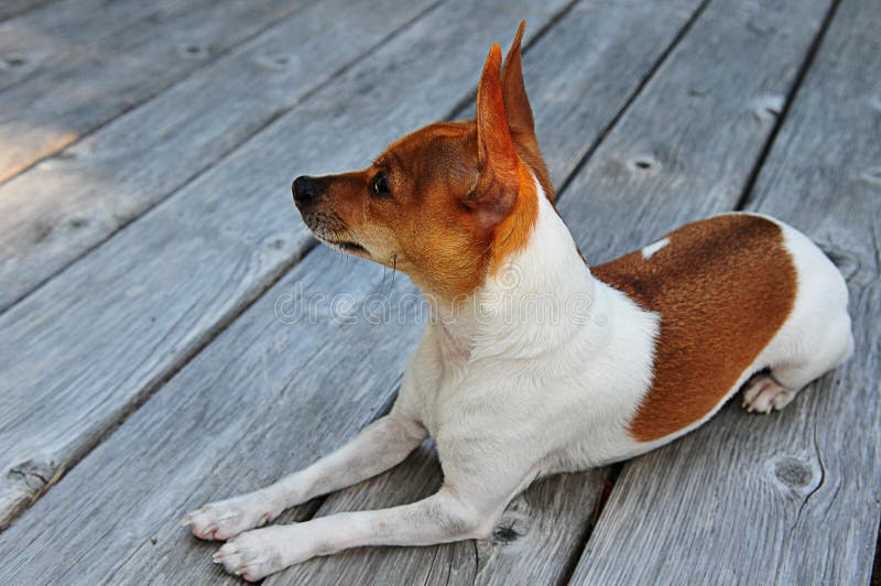 Miniature Fox Terrier stock image. Image of canine, white - 30410087