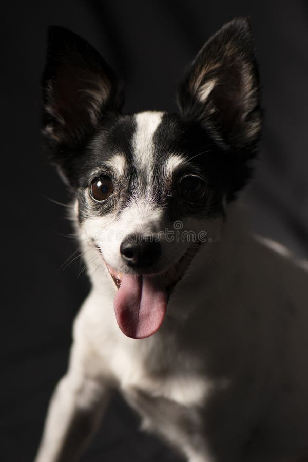 Miniature Fox Terrier stock photo. Image of portrait - 142822356