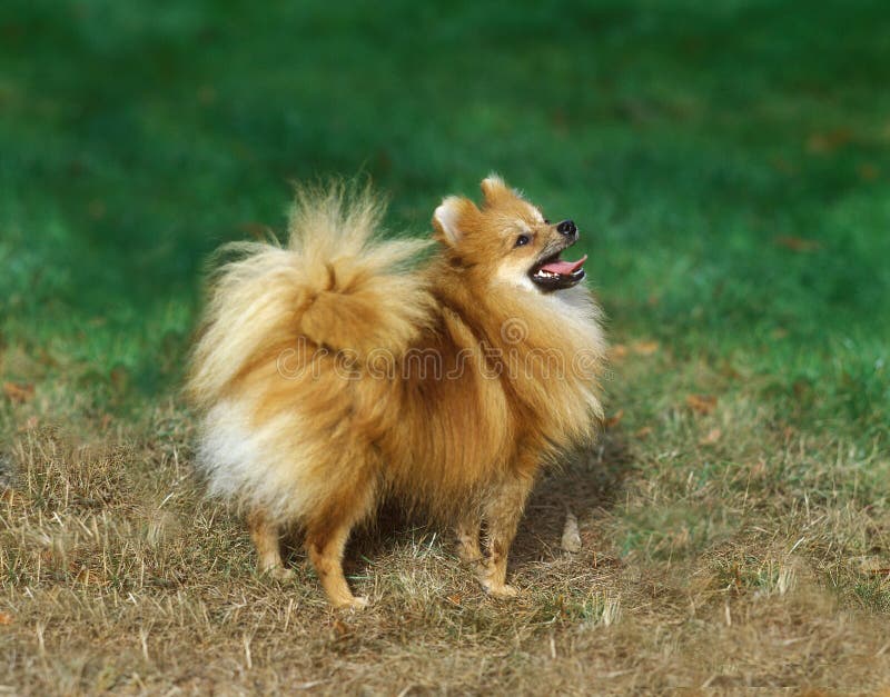 Miniature German Spitz Dog, Adult Standing on Grass Stock Photo - Image ...