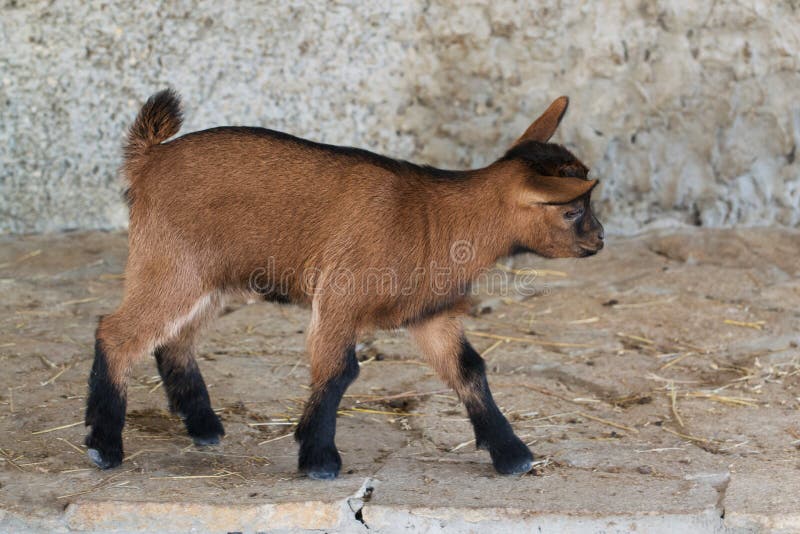 Miniature Goat stock image. Image of cute, animal, young - 39722509