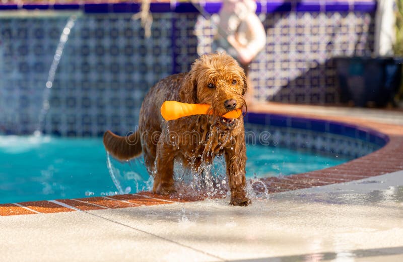 Miniature Goldendoodle Swimming in Salt Water Pool Playing with Plastic ...