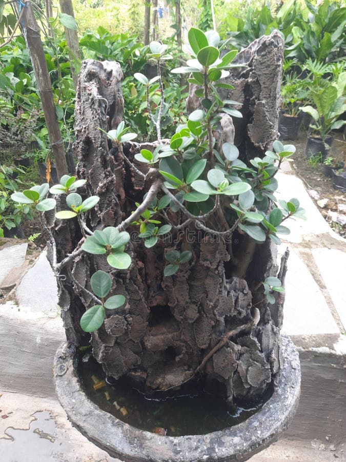 Miniature Hill Mini Tree Decoration Stock Photos - Free & Royalty-Free ...