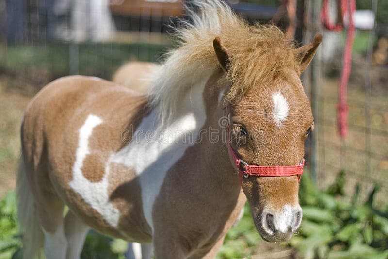 Miniature Horse stock image. Image of miniature, pony - 5359251