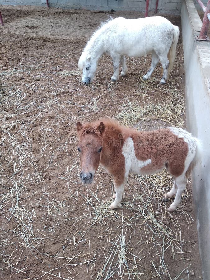 Miniature Horse Beautiful Animal Stock Photo - Image of horse, anim ...