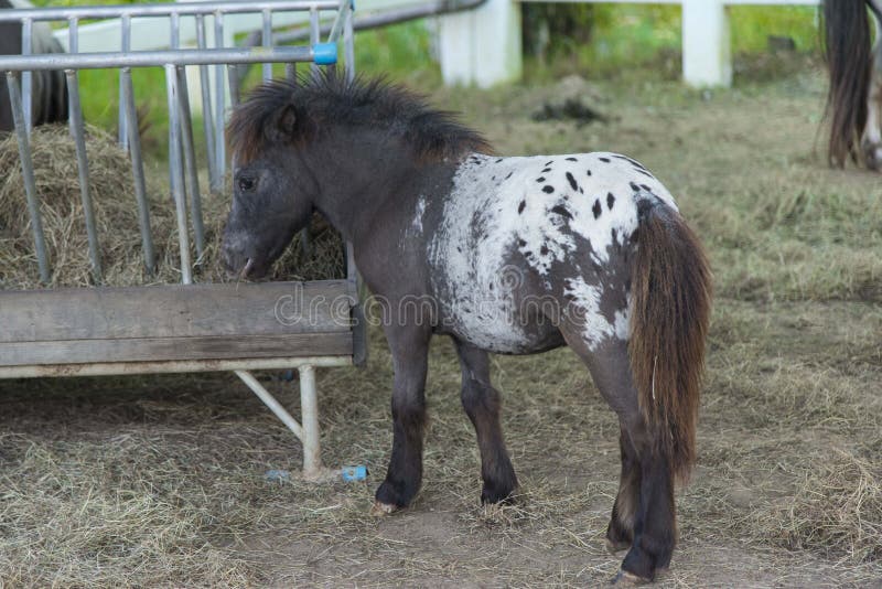 Miniature horse stock photo. Image of grass, miniature - 83212730