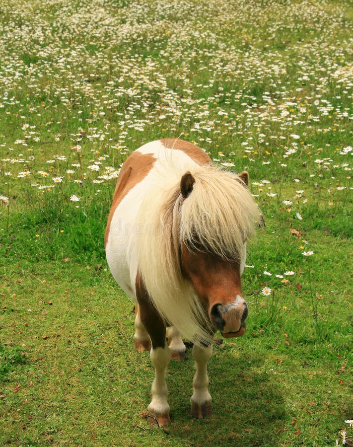Miniature horse in field stock image. Image of cute, flowers - 7647363
