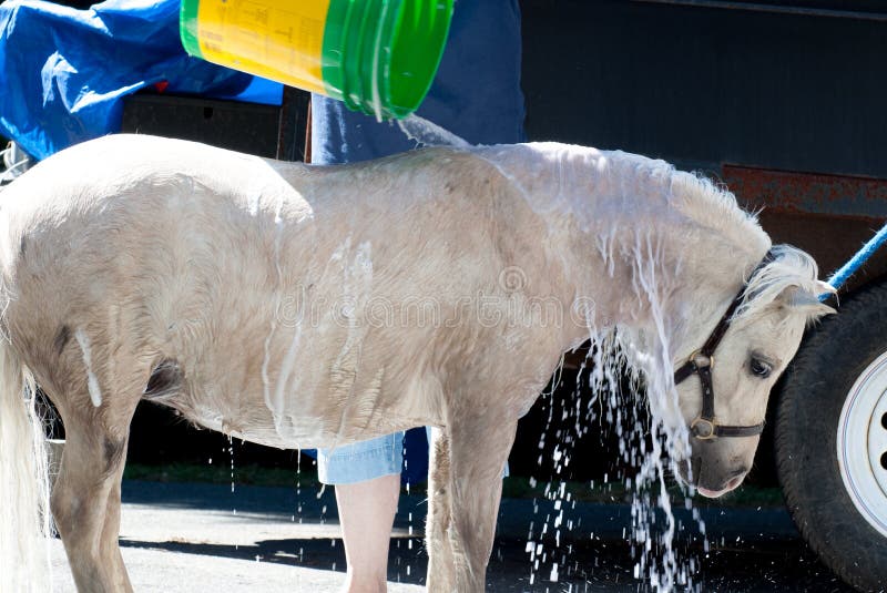 Miniature Horse Getting a Bath and Rinse Stock Photo - Image of white ...