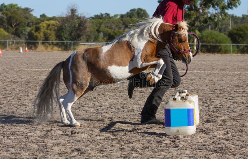 Miniature horse jumping editorial stock image. Image of horse - 103040379