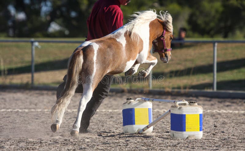 Miniature horse jumping editorial stock image. Image of horse - 103040379