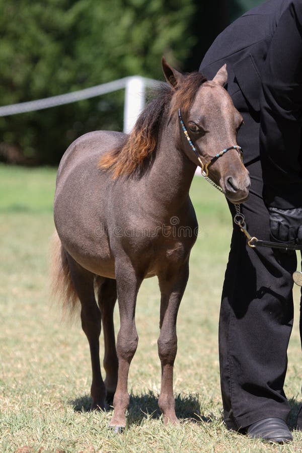 Miniature Horse Jumping Stock Photos - Free & Royalty-Free Stock Photos ...
