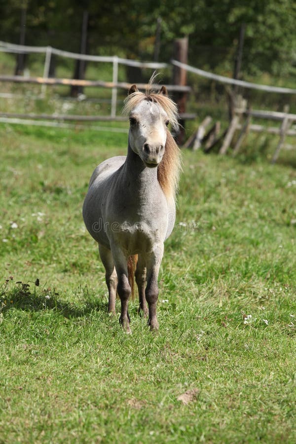 Miniature horse stallion stock image. Image of peace - 34248603