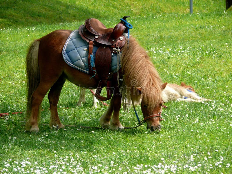 A Pony Horse is Standing in the Grass Stock Photo - Image of green ...