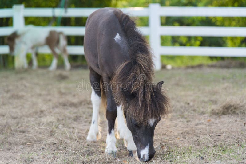 Miniature horses stock photo. Image of animal, farm, eating - 83242456