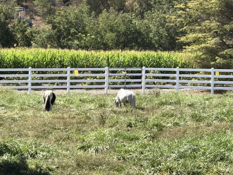 Miniature Horses Grazing stock photo. Image of white - 91819870