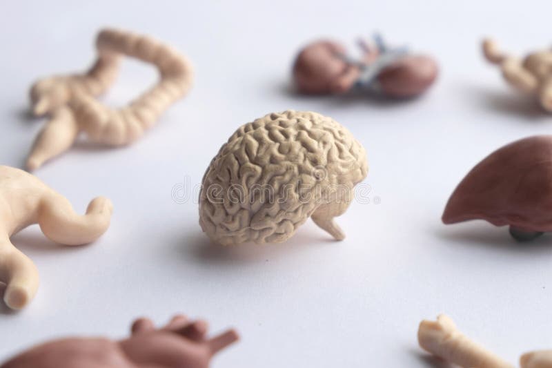 A Replica of the Brain among Other Organs Stock Image - Image of doctor ...