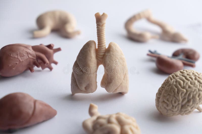 A Replica of the Lung among Other Organs Stock Image - Image of human ...