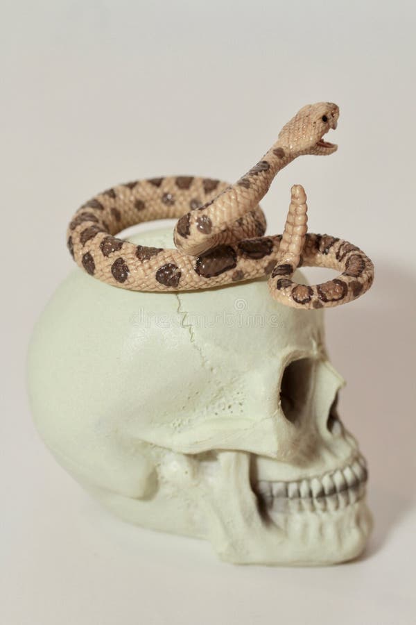 Miniature Of An Human Skull With A Snake Stock Photo - Image of concept ...