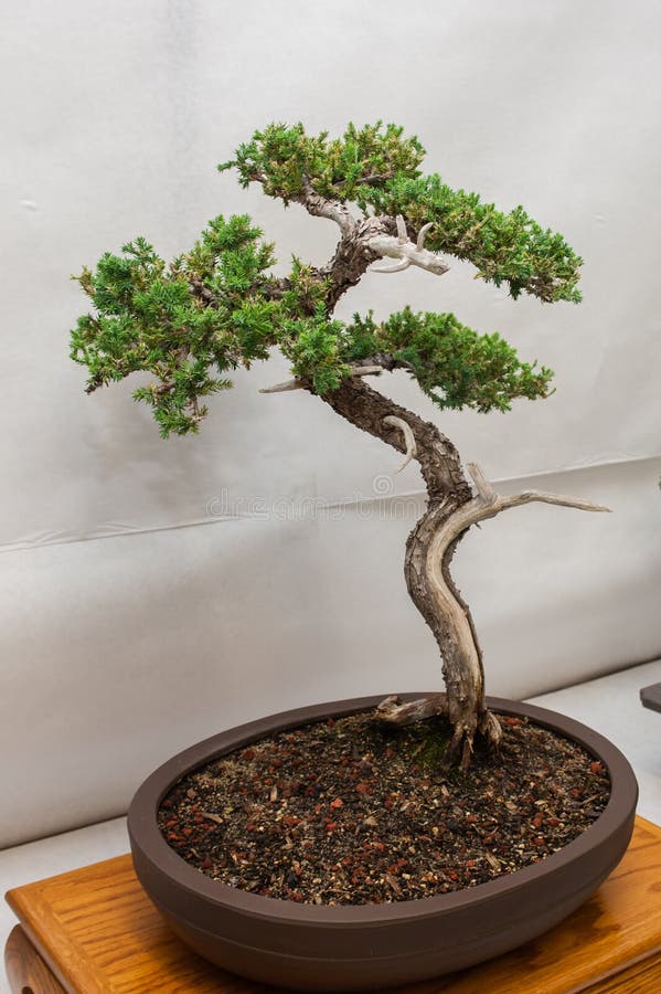 Miniature Japanese tree stock image. Image of miniature - 56544919