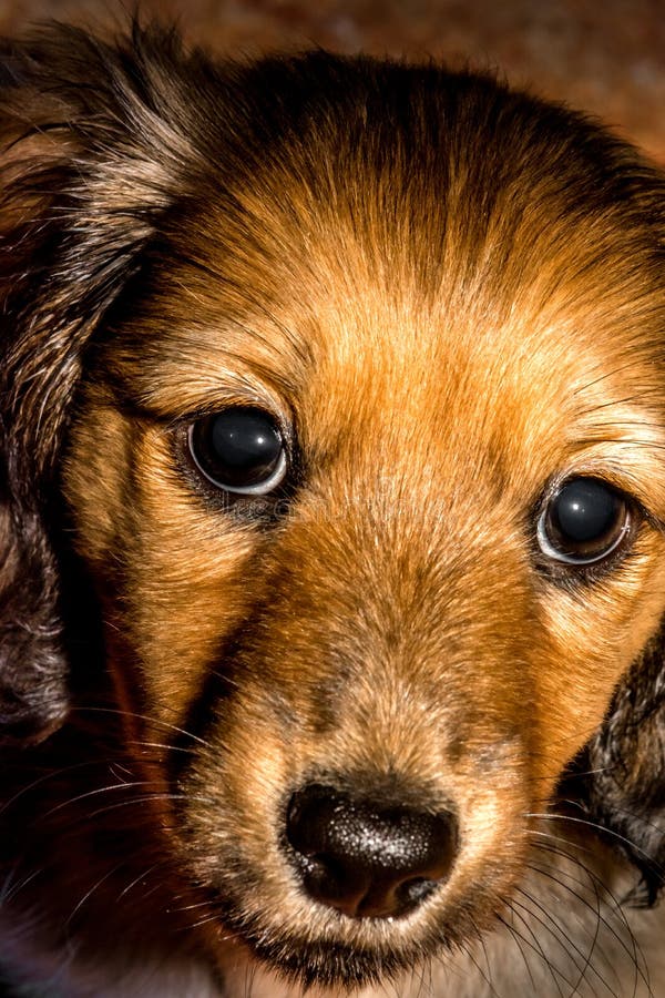 Miniature Long Haired Dachshund Stock Image - Image of shot, miniature ...