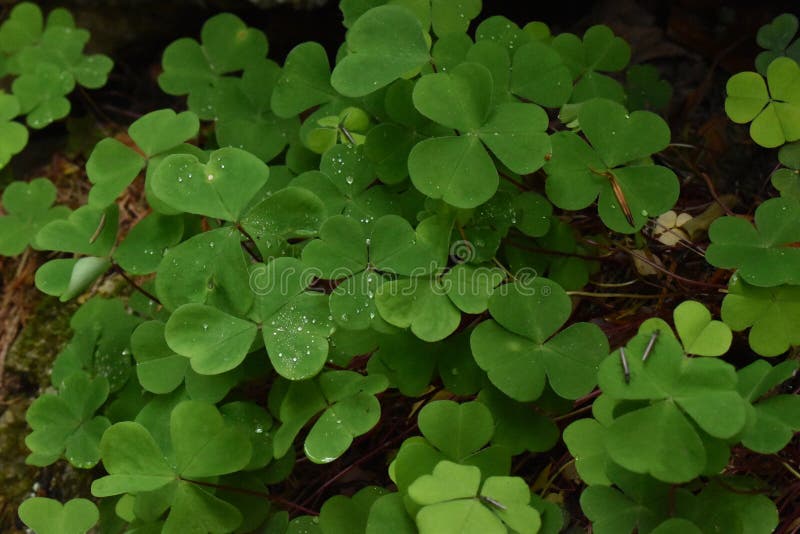 A field of miniature luck stock photo. Image of wildflower - 296411918